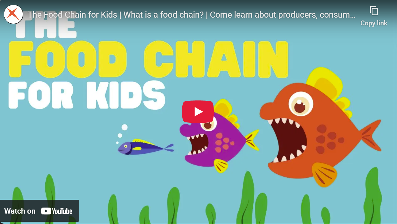 Food Chains - [Year 4] Unit 2 - Organisms, Habitats & Food Chains ...