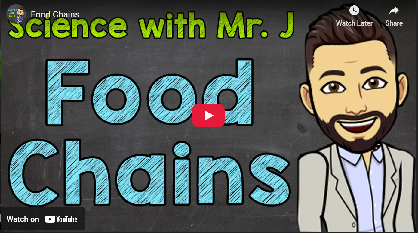 Food Chains - [Year 4] Unit 2 - Organisms, Habitats & Food Chains ...
