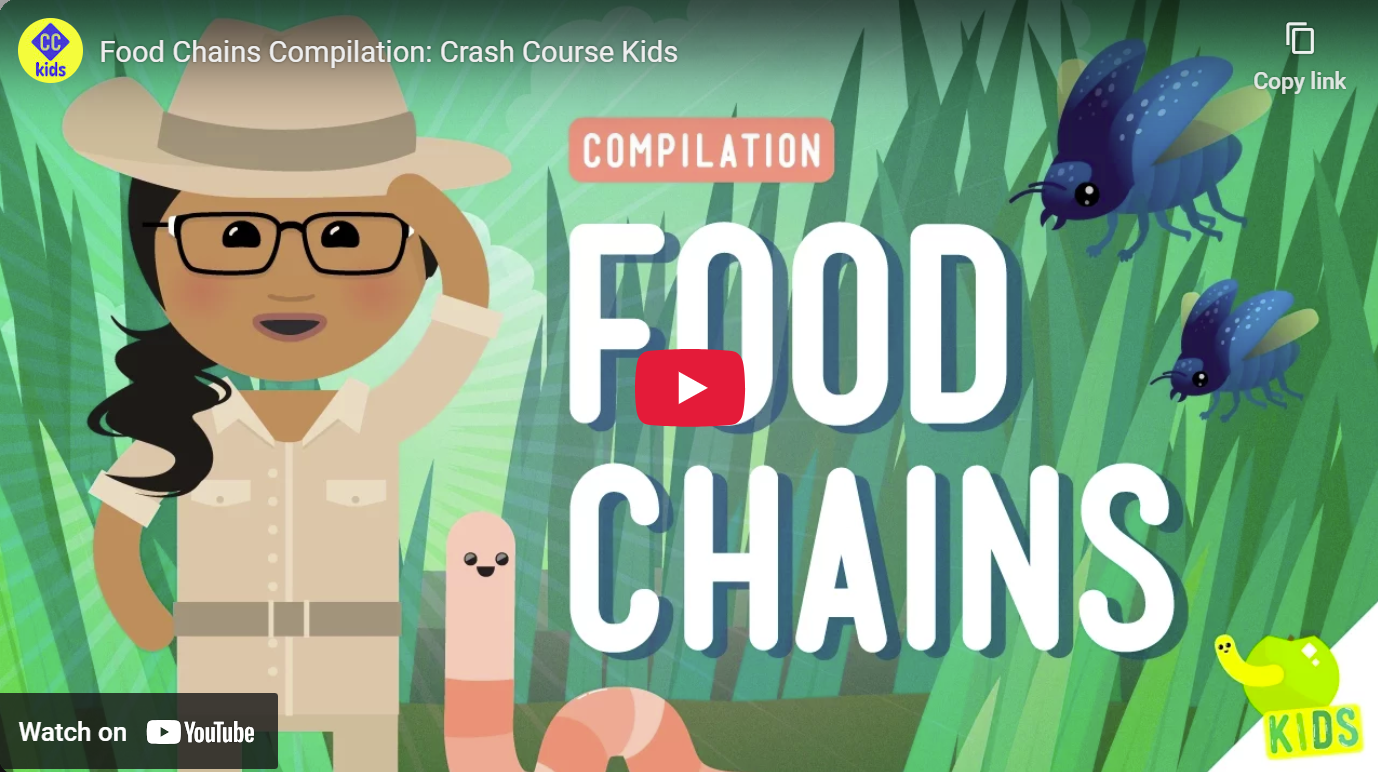 Food Chains - [Year 4] Unit 2 - Organisms, Habitats & Food Chains ...