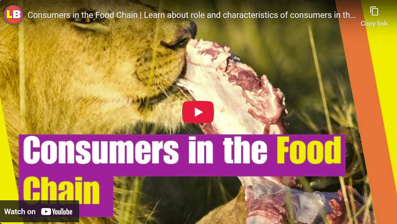 Food Chains - [Year 4] Science - Role of Australian Organisms, Habitats ...