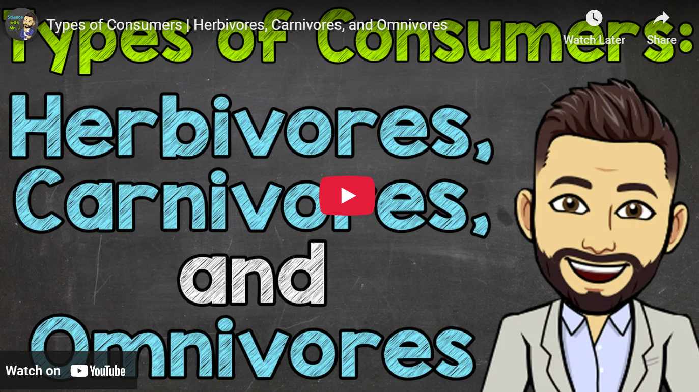 Food Chains - [Year 4] Unit 2 - Organisms, Habitats & Food Chains ...