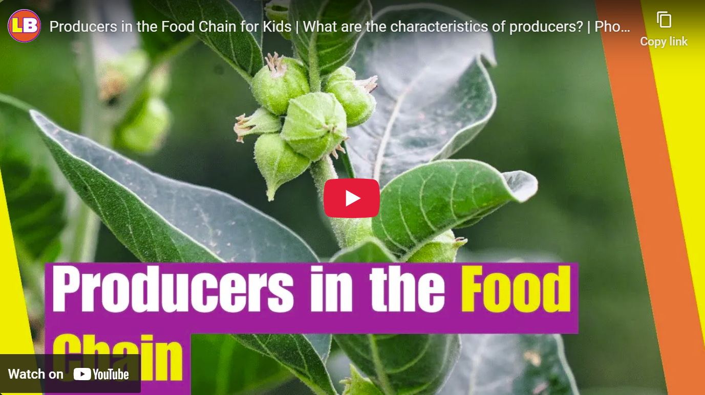 Food Chains - [Year 4] Unit 2 - Organisms, Habitats & Food Chains ...