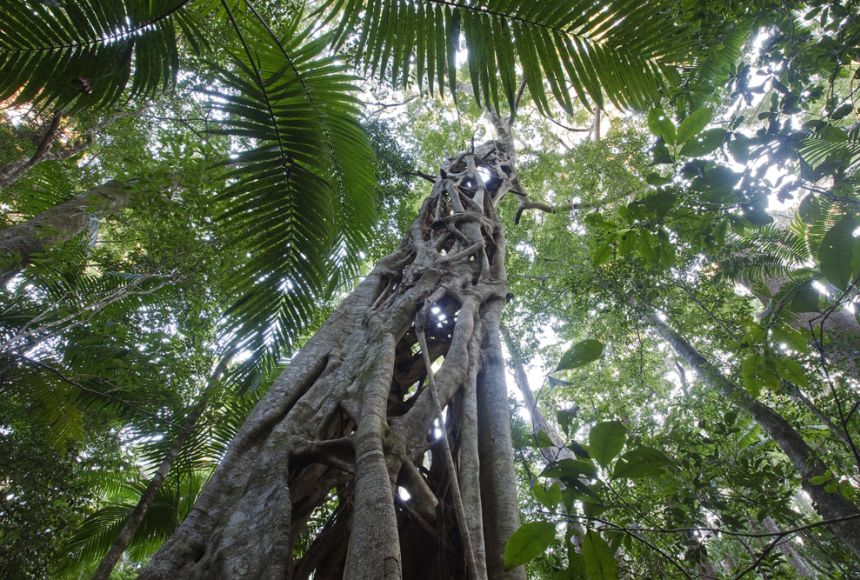 Tropical Rainforest - HSIE - Geography - Year 9 - Biomes - LibGuides at ...