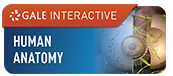 Gale Interactive: Human Anatomy - Gale Databases Suite - LibGuides at ...