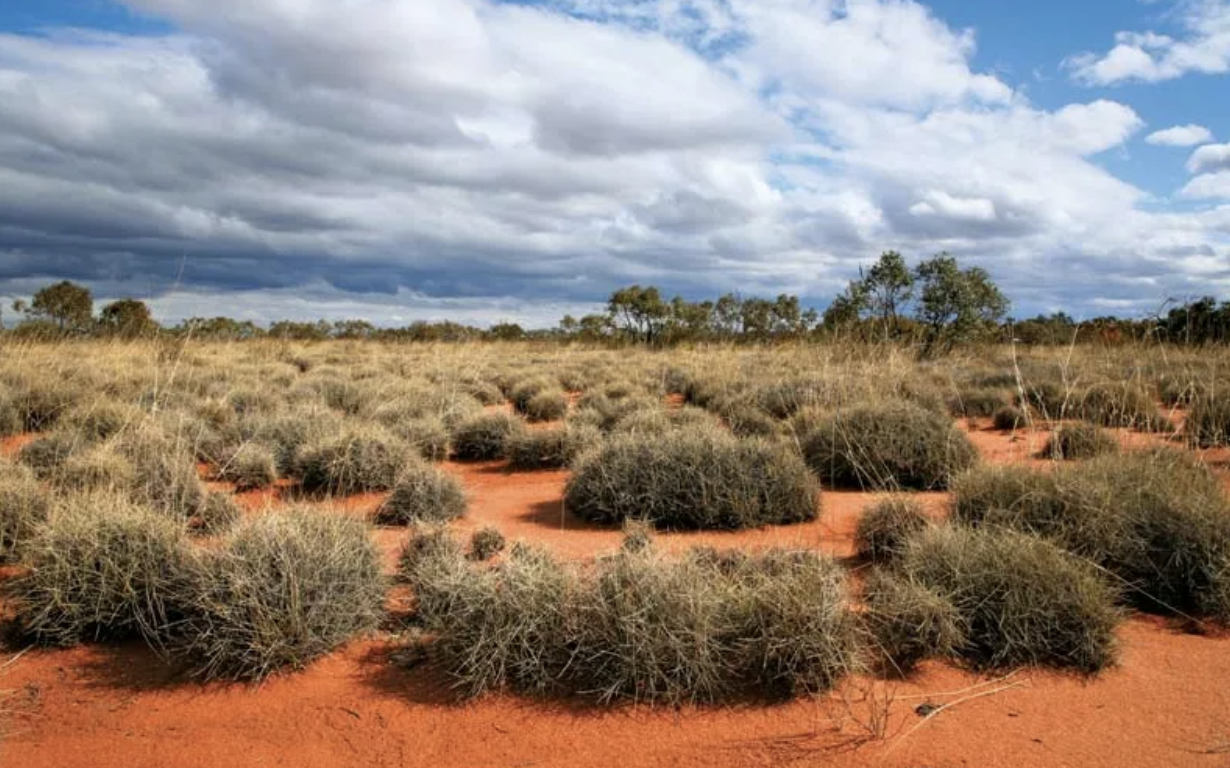 Plant Adaptations - Junior Library - Conde Library at Pymble Ladies ...
